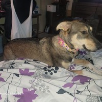 Dashboard | Kate Bushey