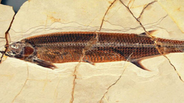 Voyage of the Continents Season 1 Episode 1