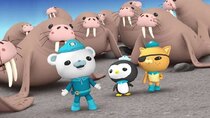 Octonauts episodes (TV Series 2010 - 2018)