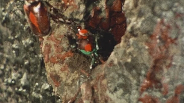 Denshi Sentai Denziman Season 1 Episode 27