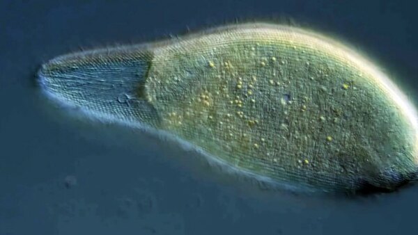 Journey to the Microcosmos Season 4 Episode 18