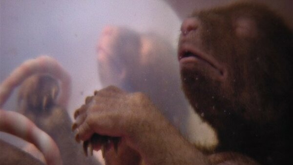 Growing Up Animal Season 1 Episode 1