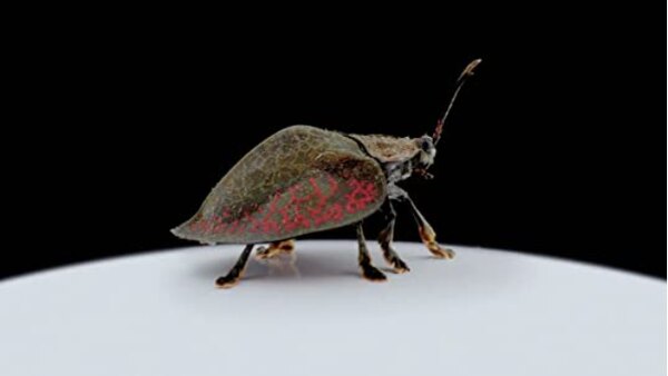 Planet Insect Season 1 Episode 1