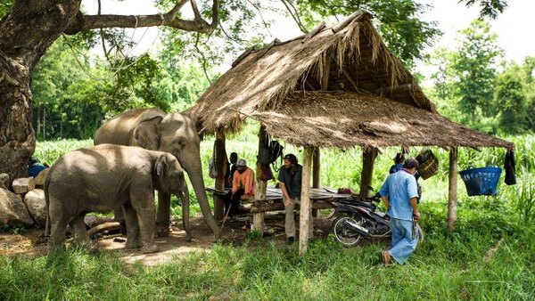 Elephant Hospital Season 2 Episode 2