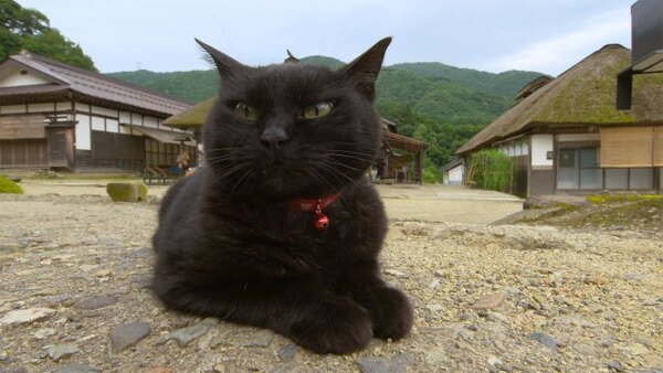 A Cat's-Eye View of Japan Season 1 Episode 12