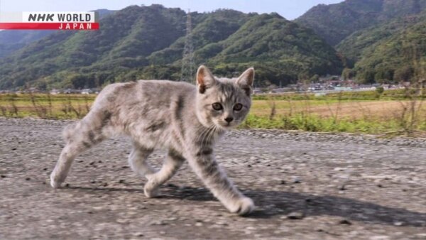 A Cat's-Eye View of Japan Season 2 Episode 1