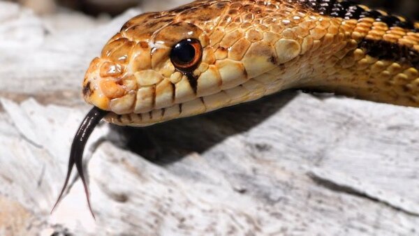 Deep Look Season 2023 Episode 6