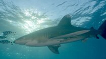 Shark Week Season 2023 Episode 1