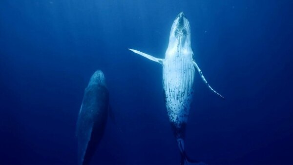 Whales and I Season 1 Episode 1