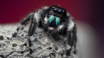 A Real Bug's Life episodes (TV Series 2024 - 2025)