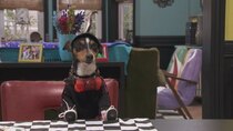 Peter Punk Season 2 Episode 1