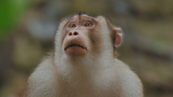 Mammals Season 1 Episode 2