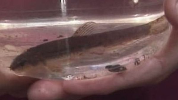 Teletubbies Season 3 Episode 9