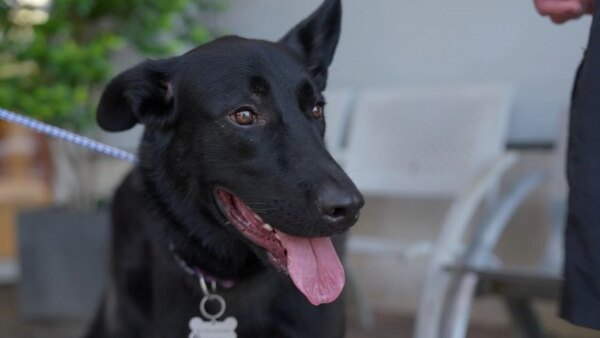 Save The Pets Season 2 Episode 3