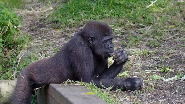 Taronga: Who’s Who In The Zoo Episode 1