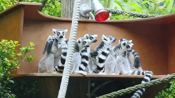 Taronga: Who’s Who In The Zoo Season 3 Episode 3