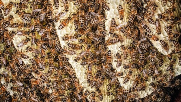 Smart Swarms Season 1 Episode 1