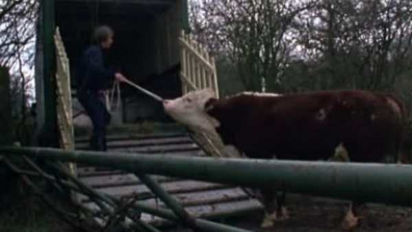 Minder Season 2 Episode 13