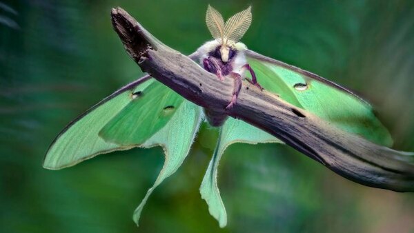 A Real Bug's Life Season 2 Episode 1