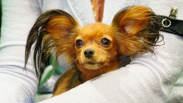 Crufts Season 2025 Episode 4