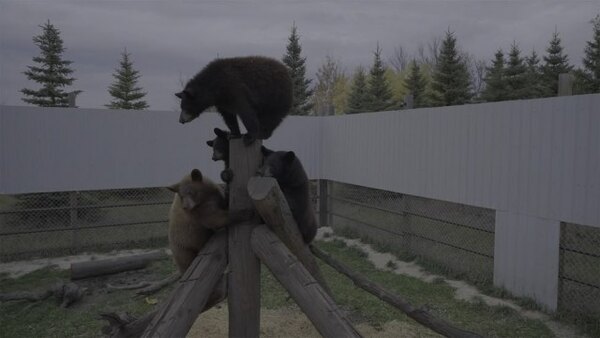 Cub Camp Season 1 Episode 6