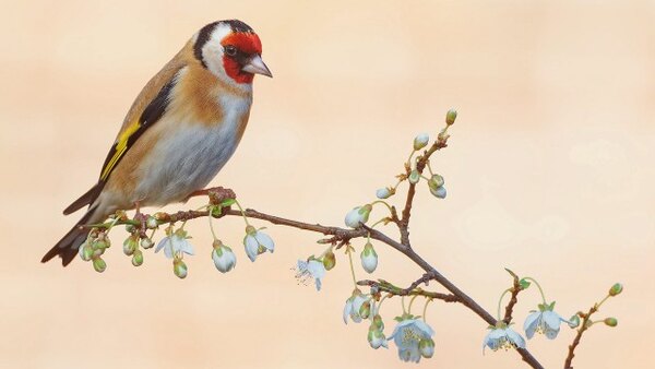 Springwatch Season 2025 Episode 1