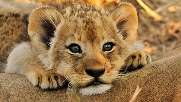 Baby Animals: The Top 10 Season 1 Episode 1