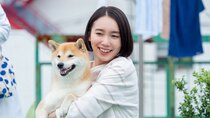 Shiba Inu's Rule Season 1 Episode 7