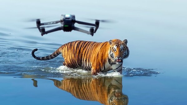 Tiger Island Season 1 Episode 1