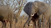 The Life of Mammals Season 1 Episode 7