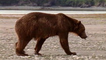 The Life of Mammals Season 1 Episode 7