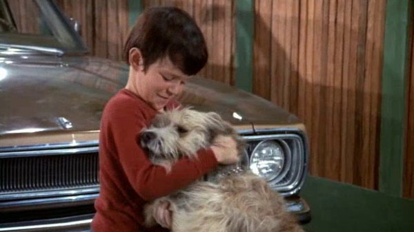 Tiger Brady Bunch