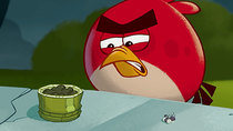 Angry Birds Toons Season 1 Episode 1