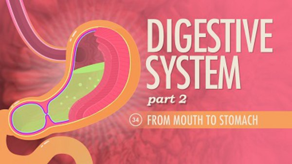 Crash Course Anatomy & Physiology Season 1 Episode 34