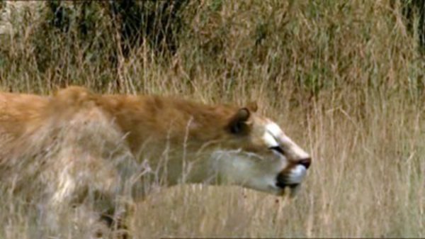 Prehistoric Park Season 1 Episode 4