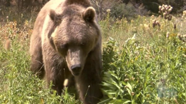 Rogue Nature Season 1 Episode 1