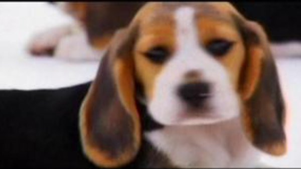 Dogs 101 Season 2 Episode 9