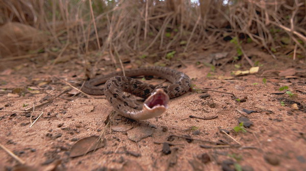 Snake City Season 3 Episode 1