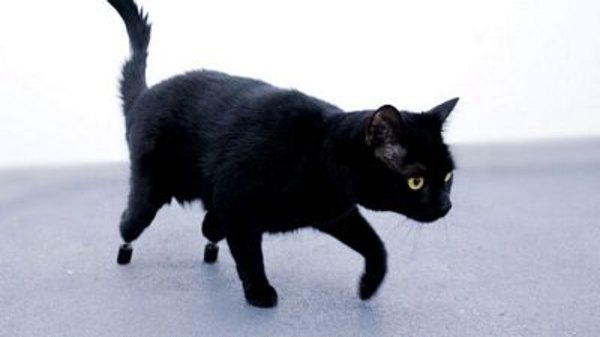 The Bionic Vet Season 1 Episode 1