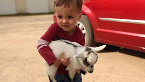 The Incredible Dr Pol Season 2 Episode 2