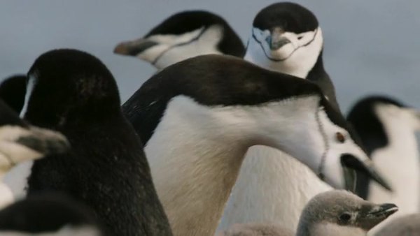 Planet Earth II Season 1 Episode 1