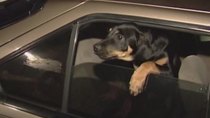 Cops Season 17 Episode 11