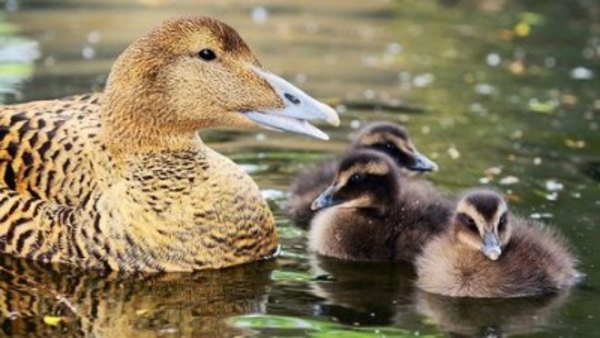 Andy's Baby Animals Season 1 Episode 16