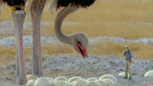 Andy's Wild Adventures Season 1 Episode 17