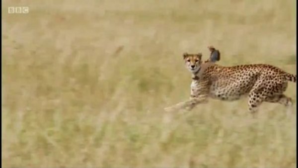 Andy's Wild Adventures Season 2 Episode 20