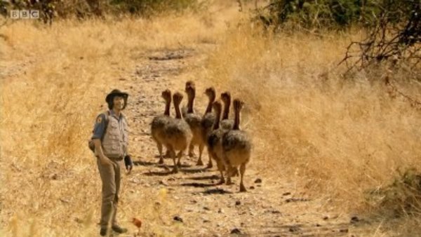 Andy's Safari Adventures Season 1 Episode 14