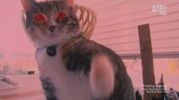 My Cat From Hell Season 4 Episode 8