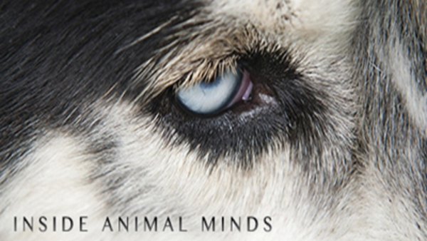 Inside Animal Minds Season 1 Episode 2