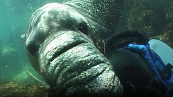 72 Dangerous Animals: Latin America Season 1 Episode 9 info and links ...