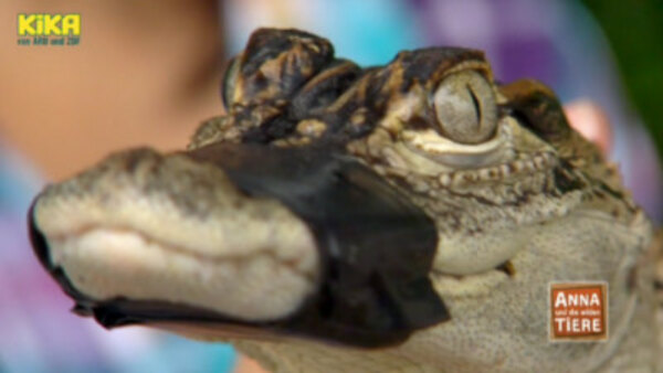 Anna and the wild animals Season 2 Episode 1